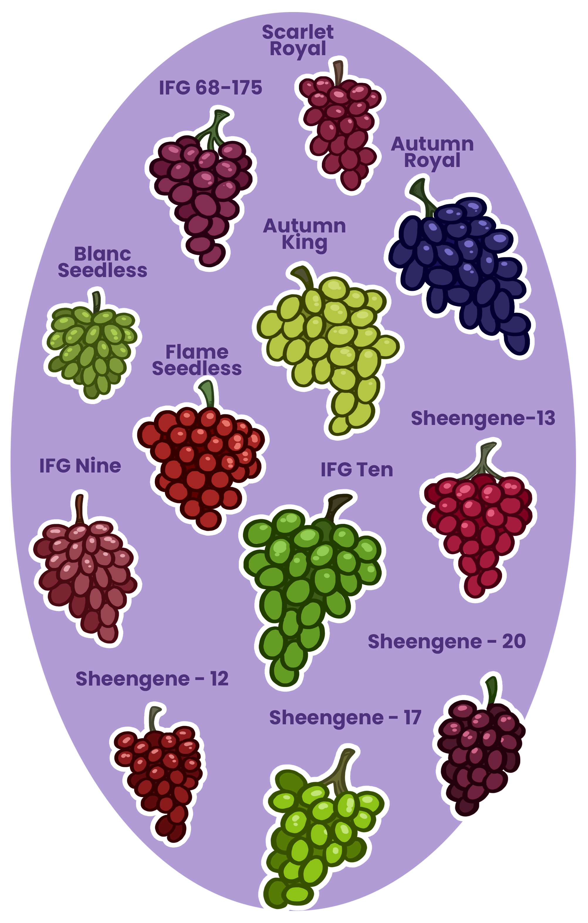 History of Grapes - What Am I Even Eating?!